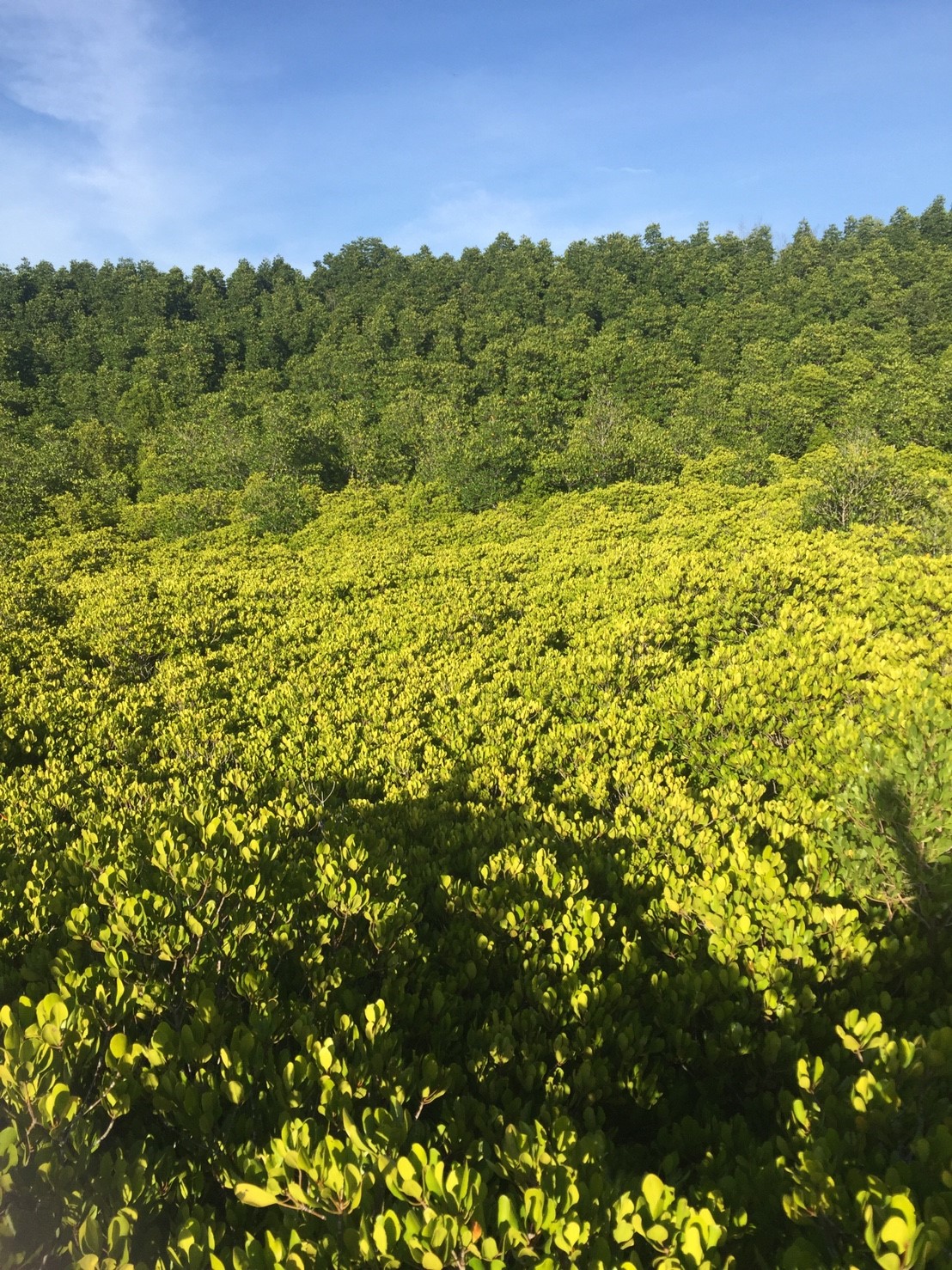 Floating grassland by kayak