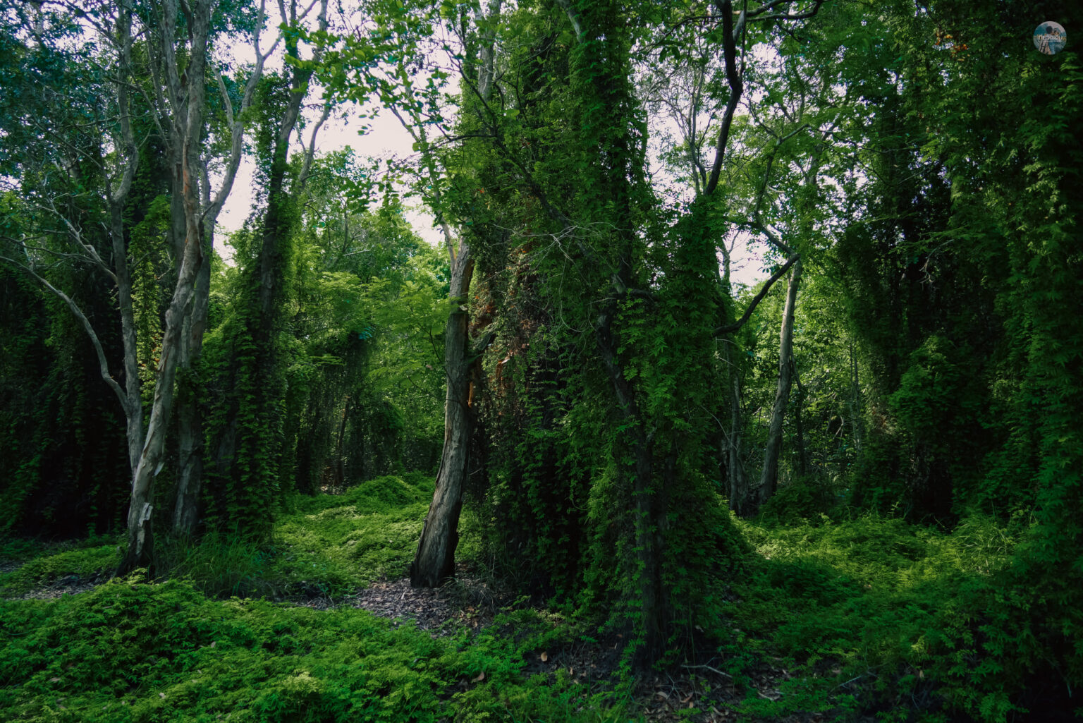 Floating grassland by kayak